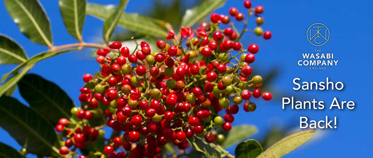 Our Sensational Sansho Plants Are Back! – The Wasabi Company