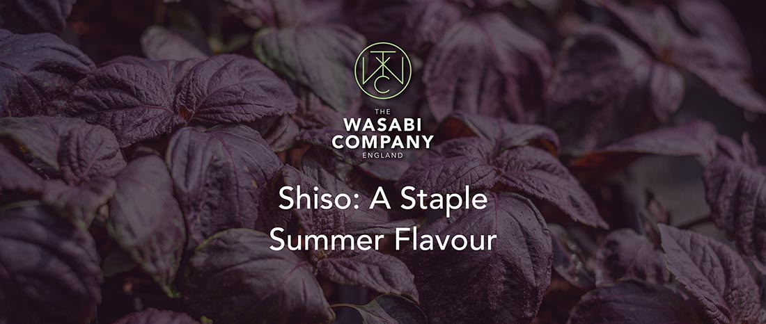 Staple Summer Ingredient: Shiso – The Wasabi Company