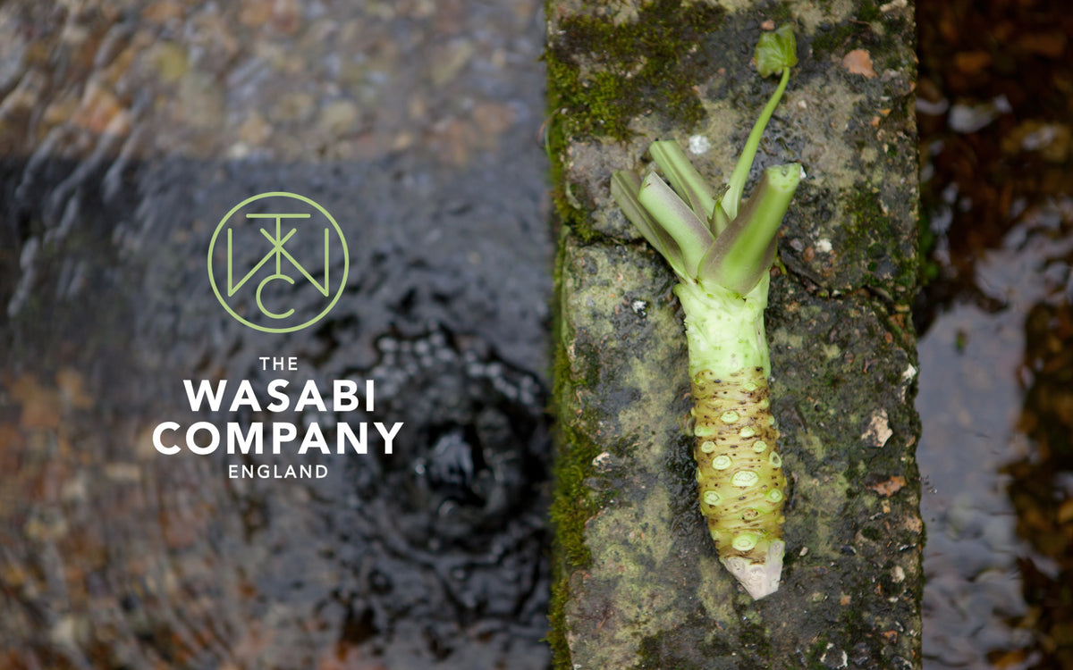 Wasabi & Water | Growing in the UK | The Wasabi Co – The Wasabi Company