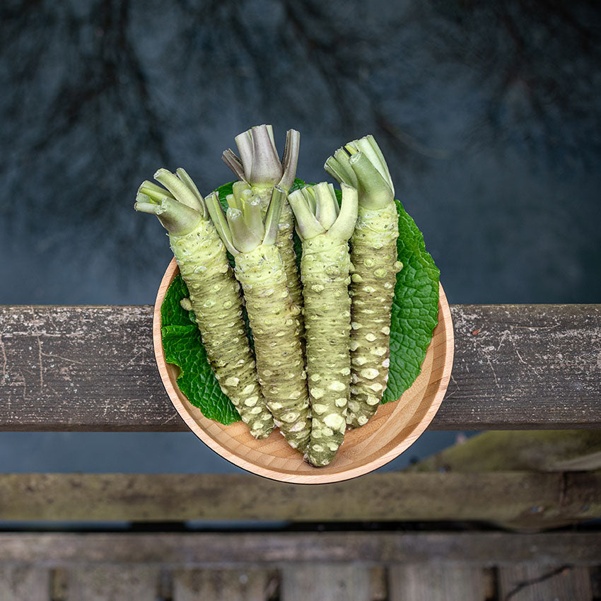 Fresh Wasabi | Rhizomes & Plants | The Wasabi Company