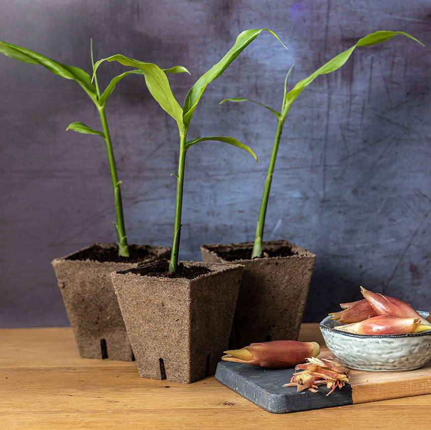 The Wasabi Company | Fresh Wasabi UK Grown | Japanese Ingredients