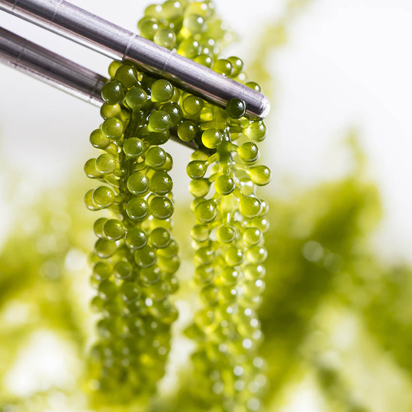Umibudo | Umibudo Seaweed | The Wasabi Company