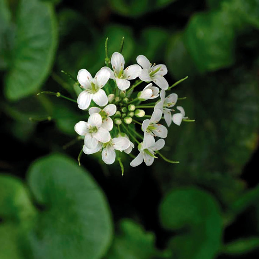 Fresh Wasabi | Rhizomes, Stems, Leaves & Flowers | The Wasabi Company