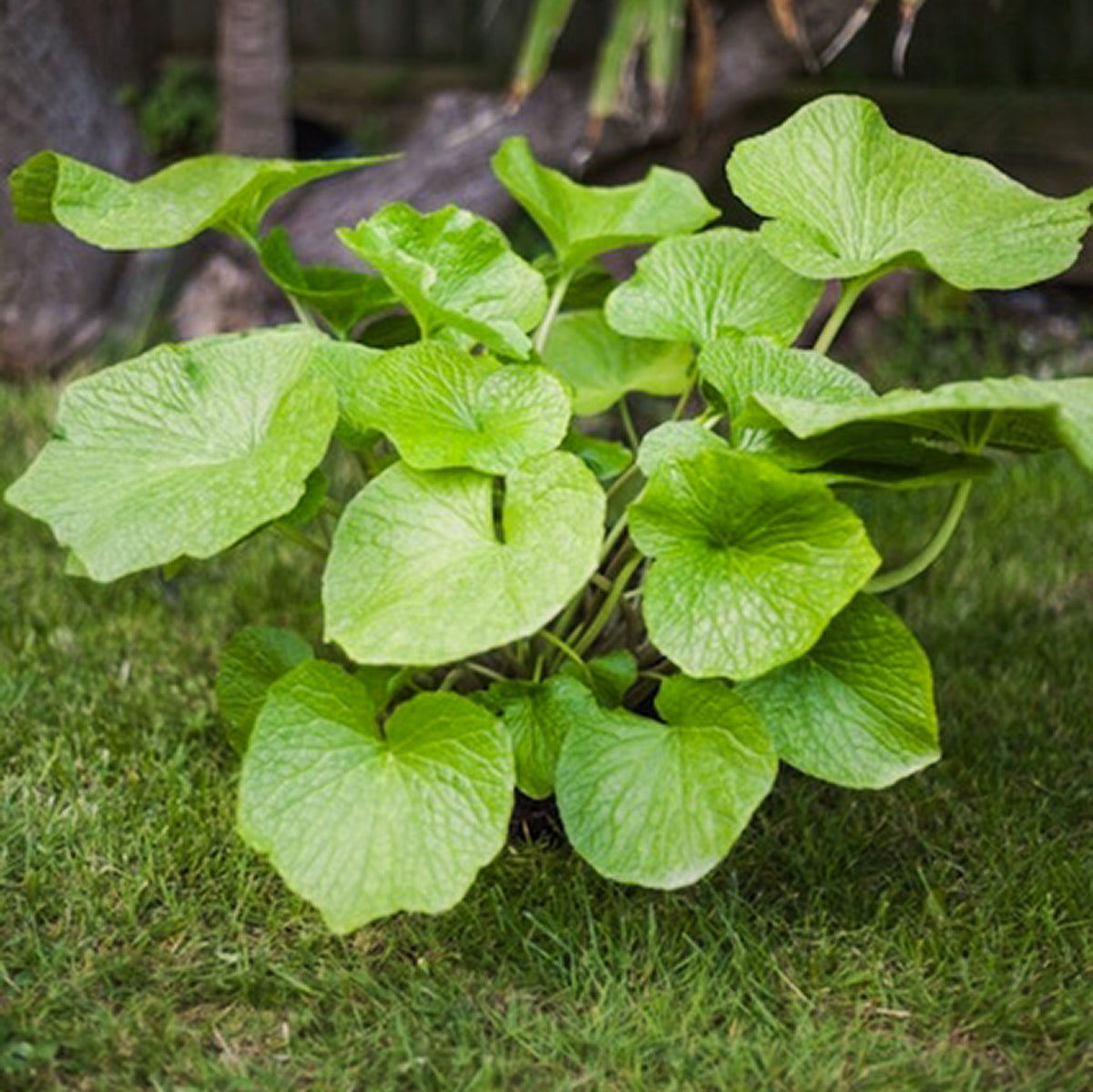 Wasabi Plant | Japonica Root Plant | The Wasabi Company