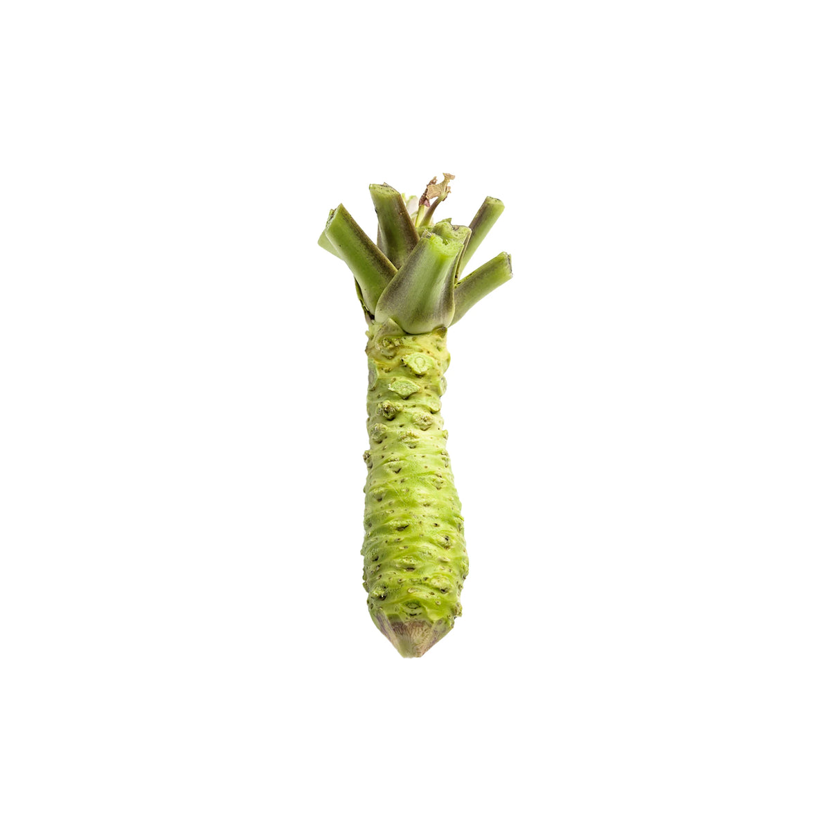 Individual Rhizomes | Fresh UK Wasabi | The Wasabi Company