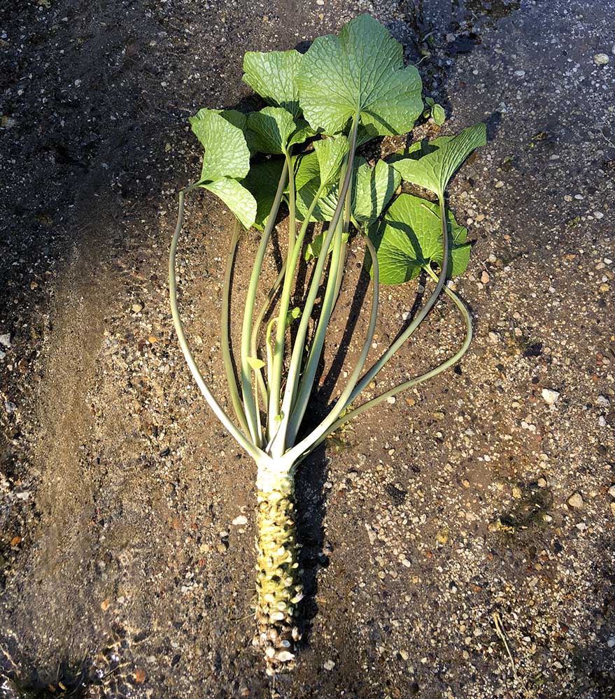 Fresh Japanese Wasabi Information | The Wasabi Co – The Wasabi Company