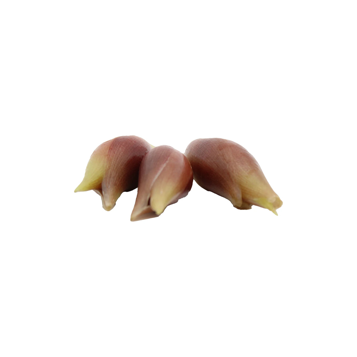 Fresh Myoga Japanese Ginger Buds | The Wasabi Company