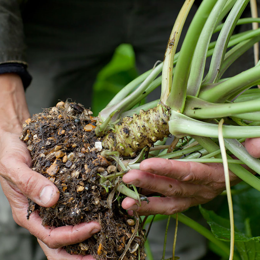 Grow Your Own Wasabi | The Wasabi Company
