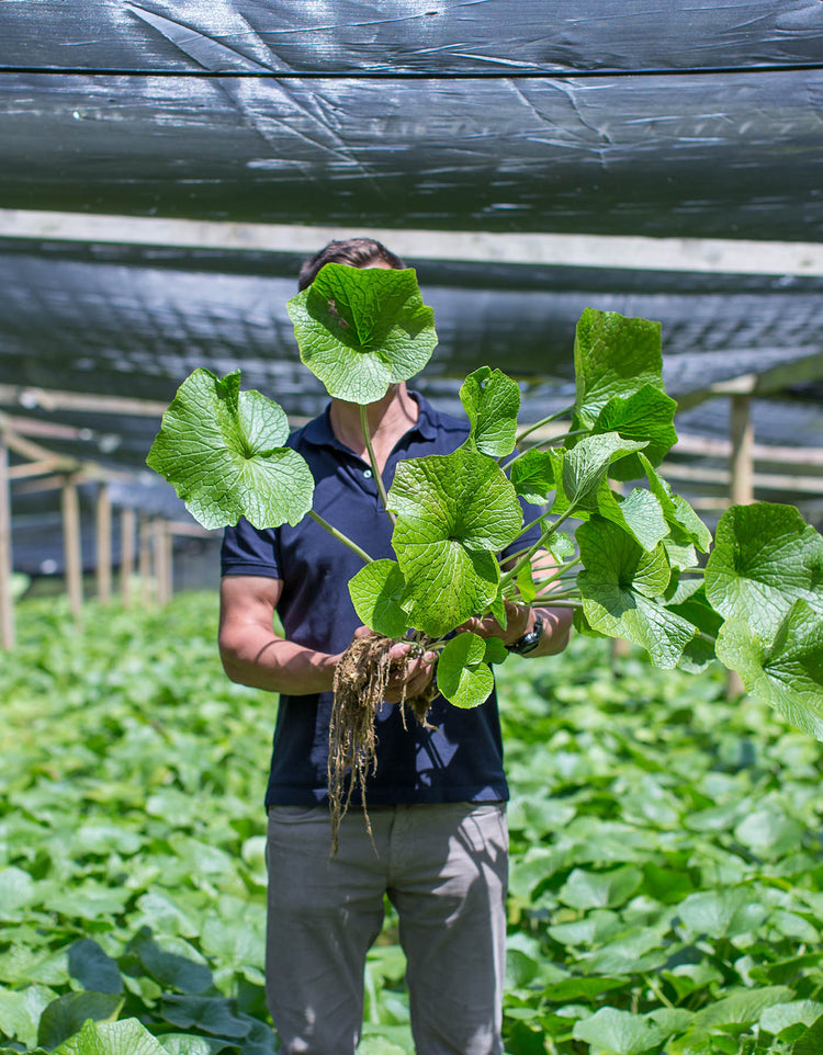 Grow Your Own Fresh Wasabi Plants in UK | The Wasabi Co – The Wasabi ...
