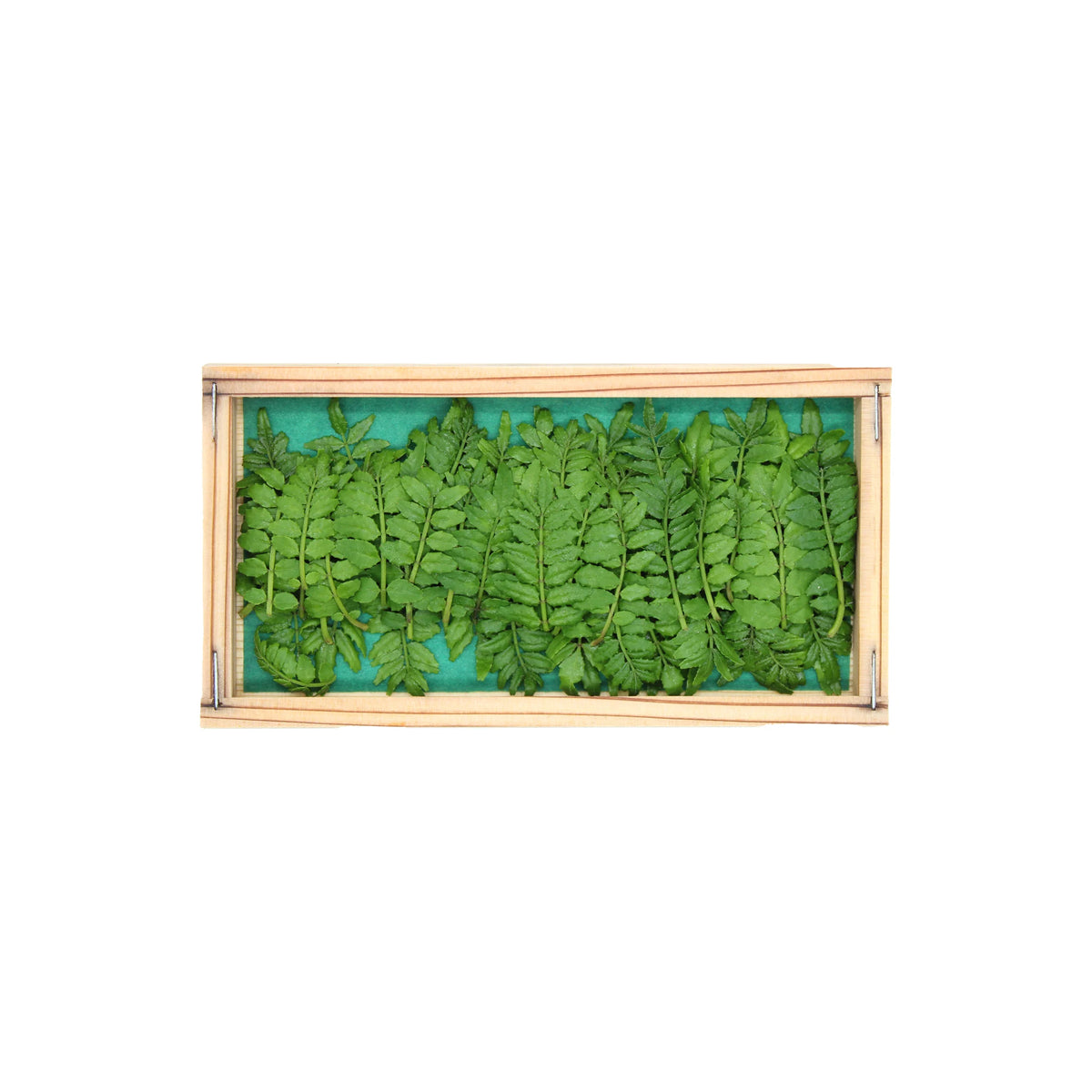 Fresh Kinome Leaves | Japanese Herbs | The Wasabi Co – The Wasabi Company