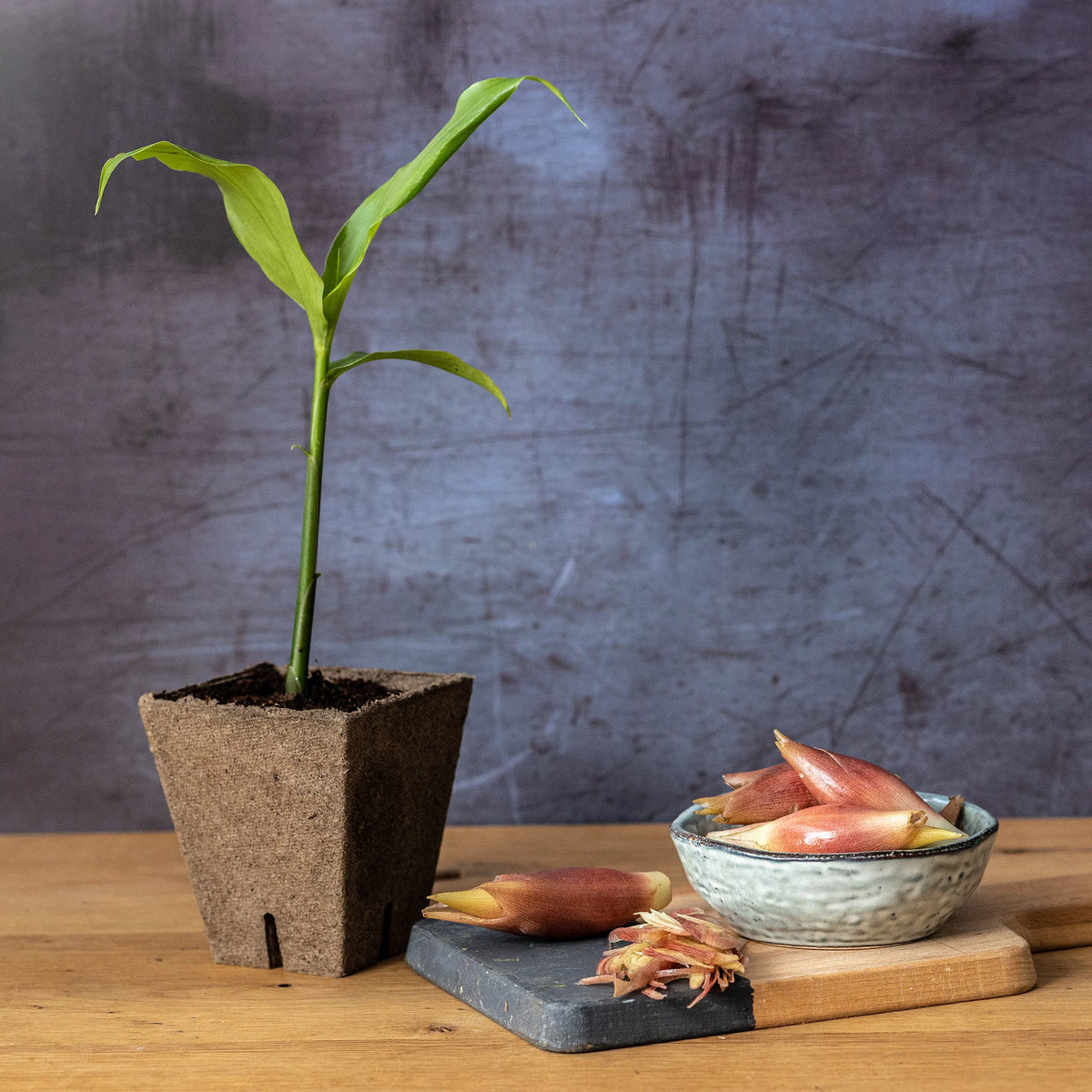 Myoga Ginger Bulbs & Plant Set | Gifts | The Wasabi Co – The Wasabi Company
