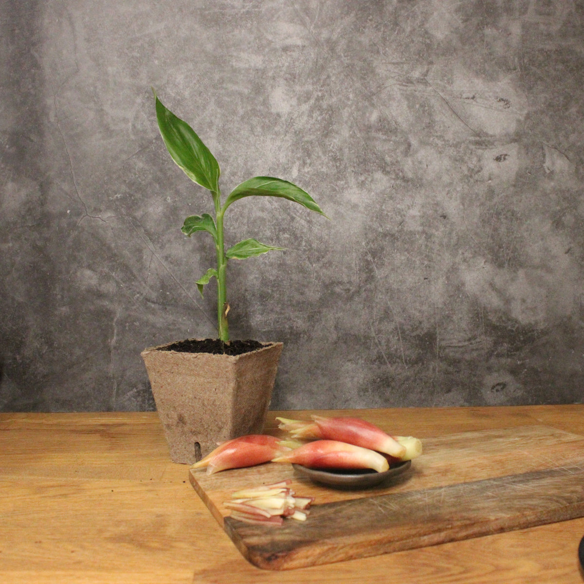 Myoga Set White Feather Plant & Ginger Buds | The Wasabi Company