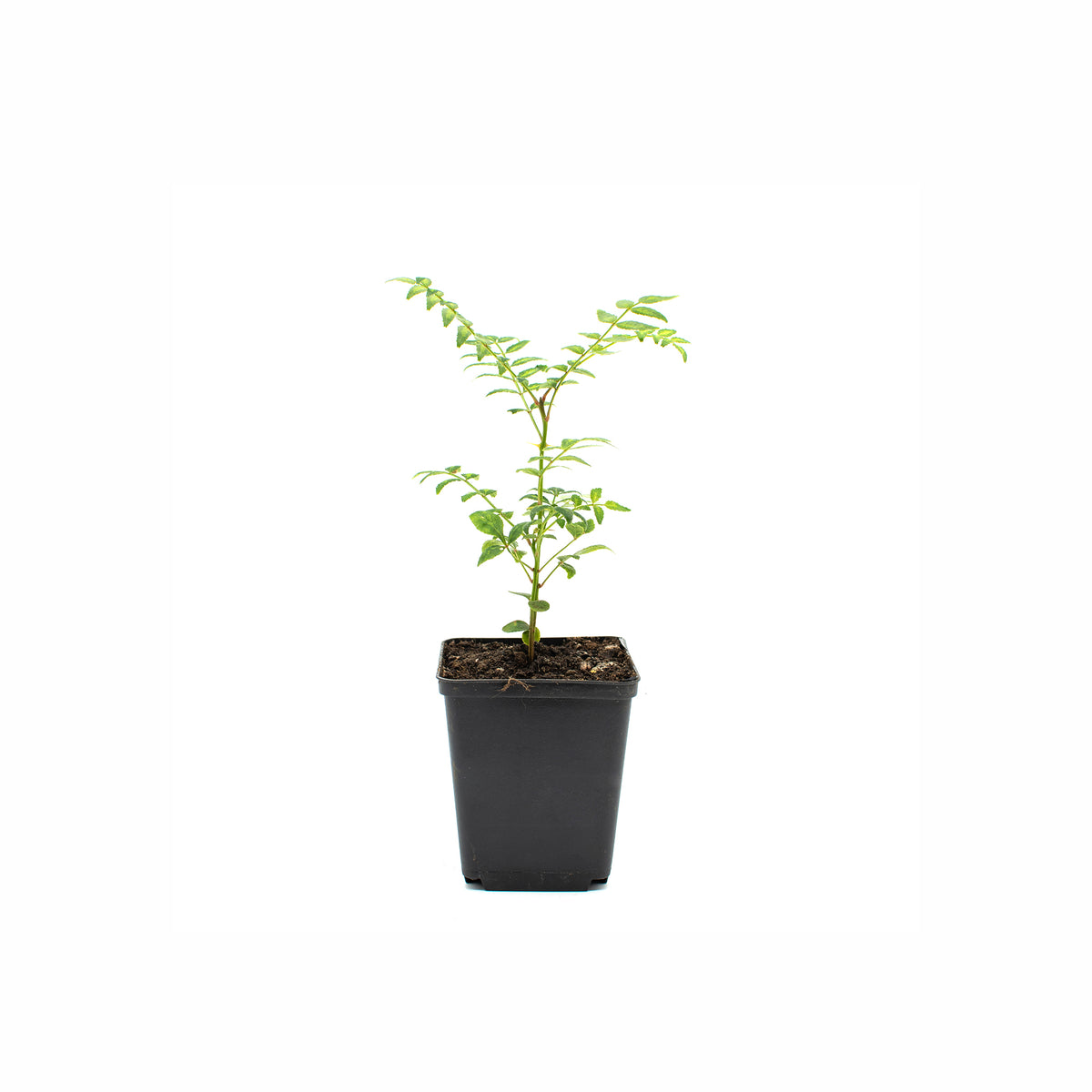 Sansho Tree | Japanese Citrus | The Wasabi Co – The Wasabi Company