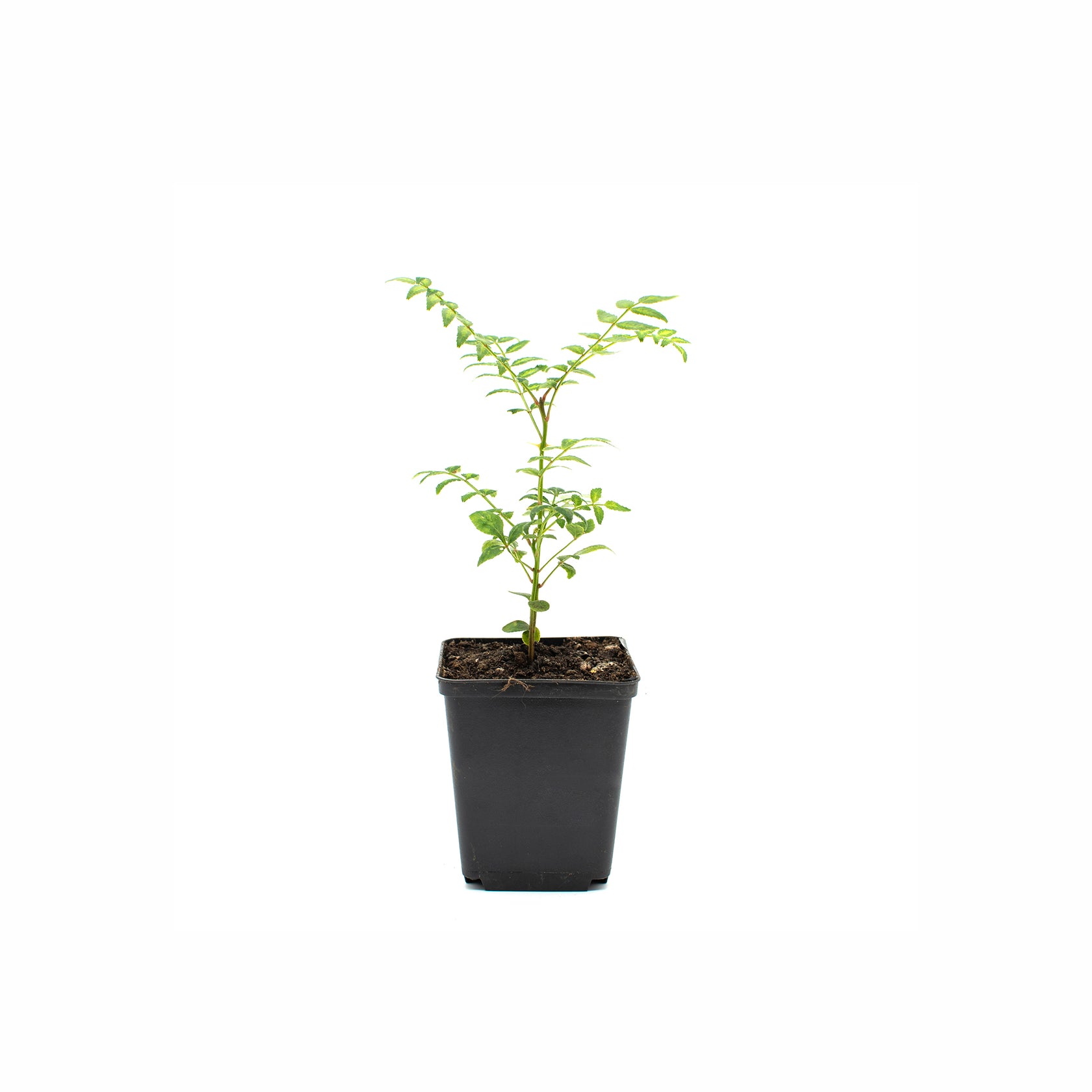 Japanese Yuzu Citrus Trees | The Wasabi Company