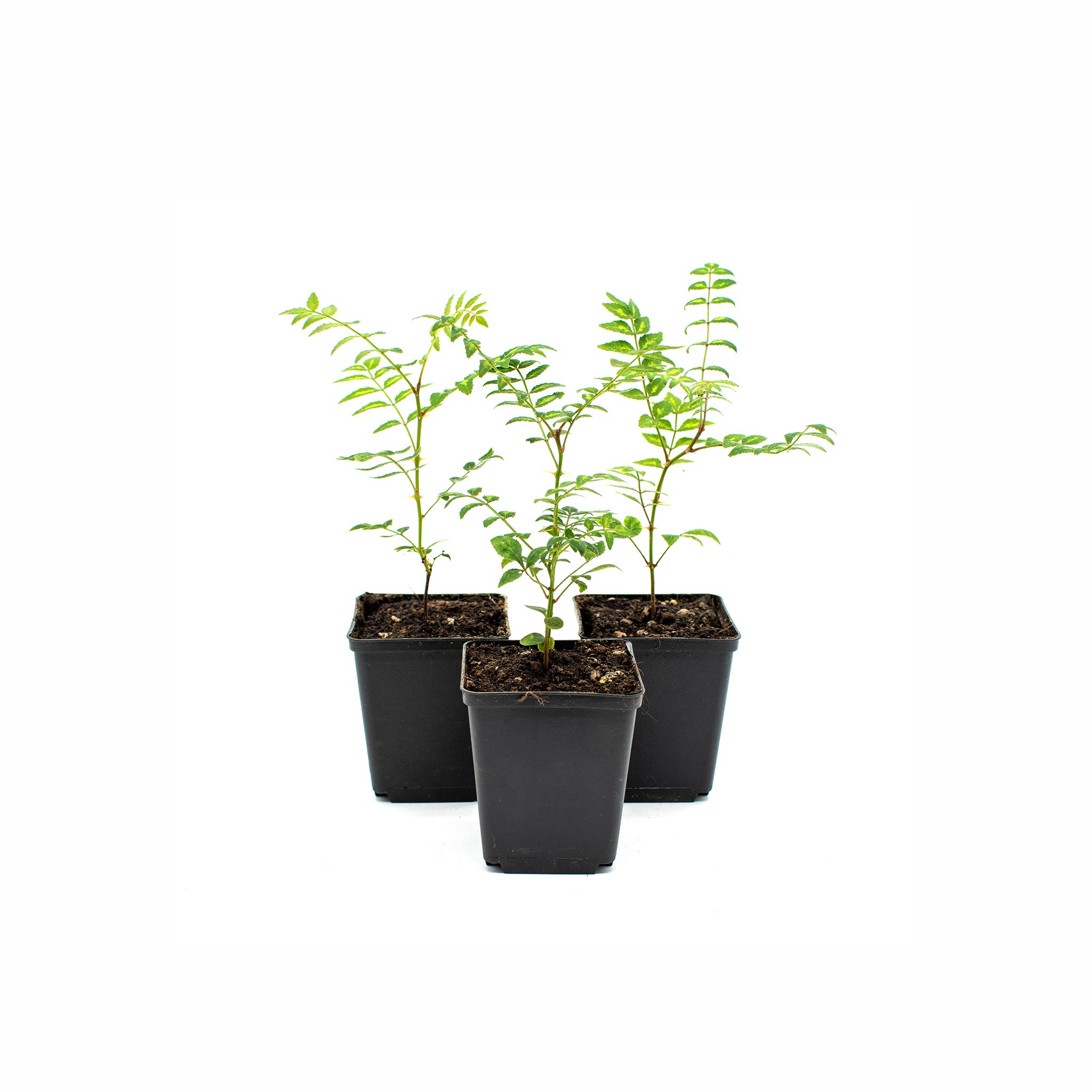 Sansho Tree | Japanese Citrus | The Wasabi Co – The Wasabi Company