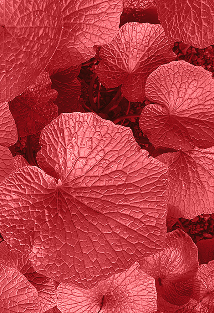 The Wasabi Company | Fresh Wasabi UK Grown | Japanese Ingredients