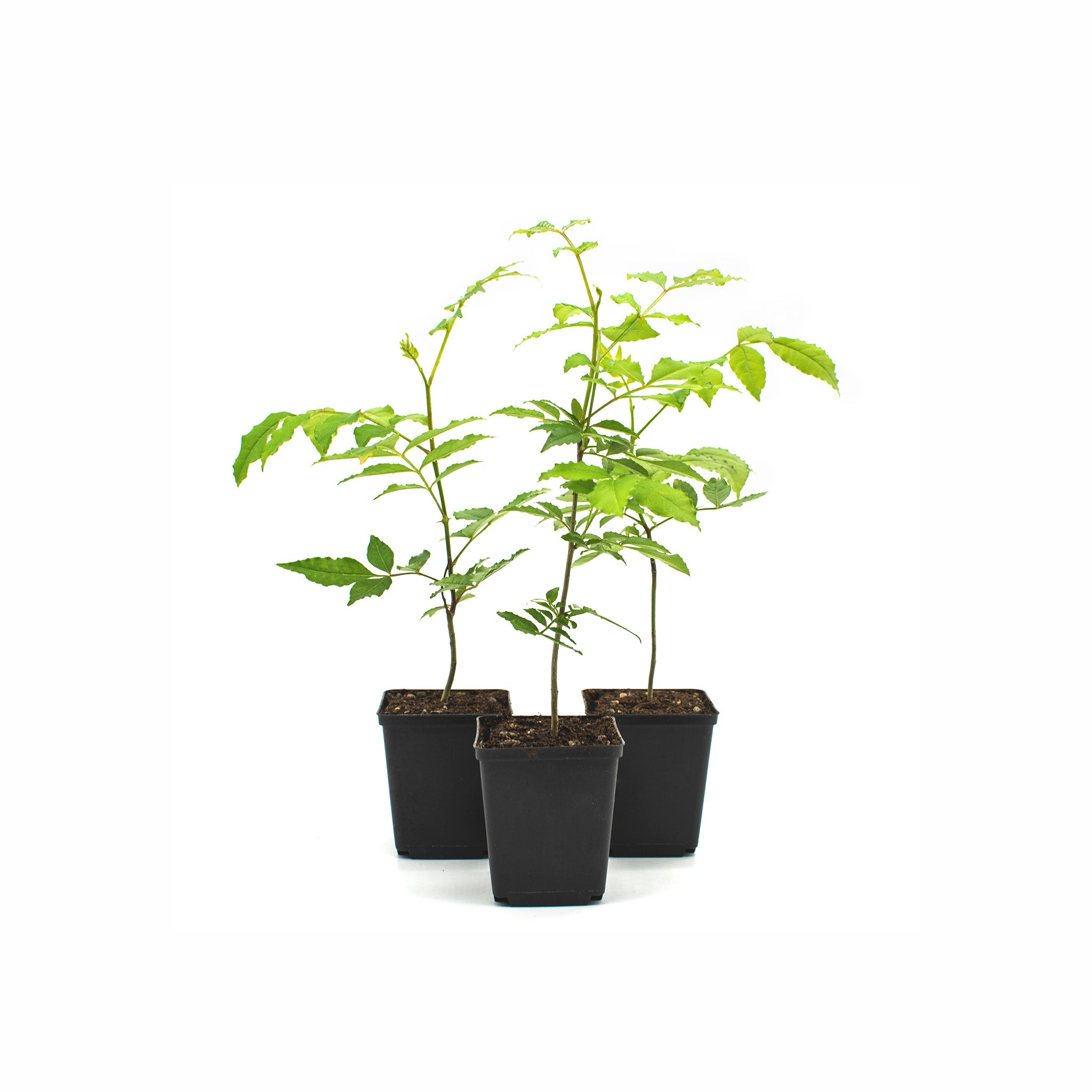 Japanese Pepper Plants | Sansho & Shishito | The Wasabi Company