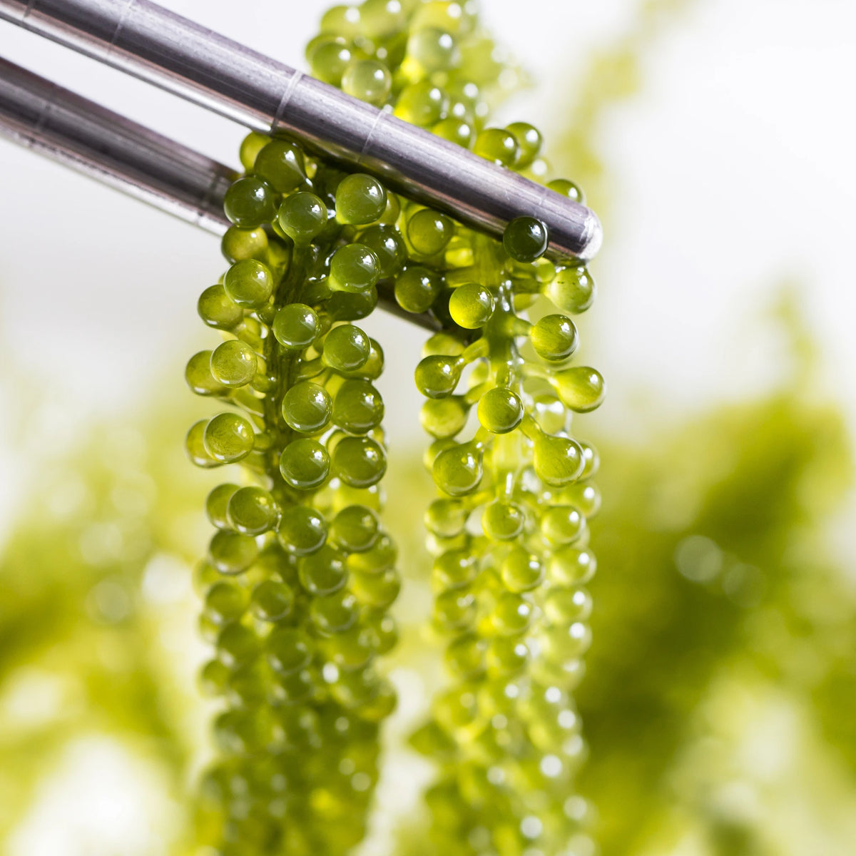 Umibudo Sea Grape | Japanese Seaweed | The Wasabi Company