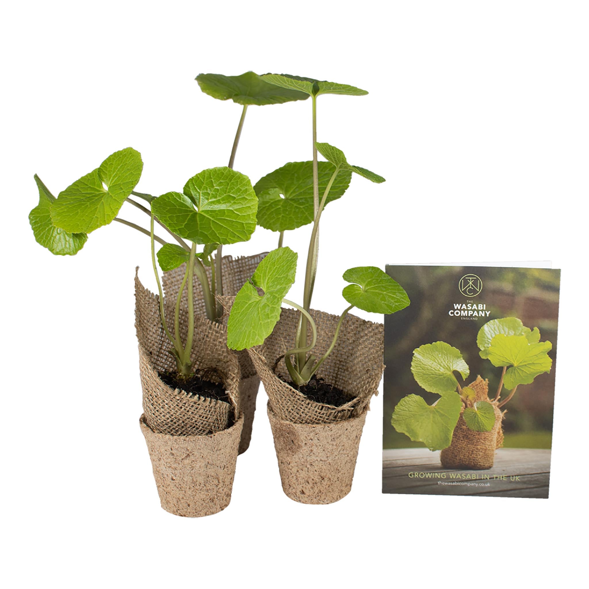 How To Grow Your Own Wasabi Plants At Home | Journal – The Wasabi Company