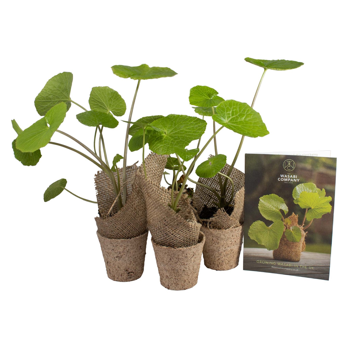 How To Grow Your Own Wasabi Plants At Home | Journal – The Wasabi Company