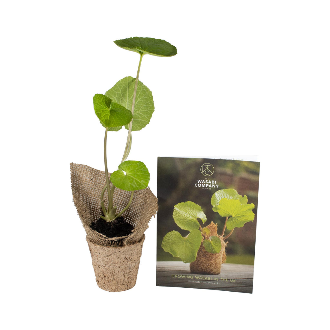 How To Grow Your Own Wasabi Plants At Home | Journal – The Wasabi Company