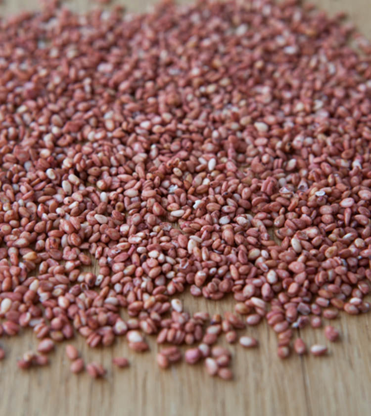 Sesame Seeds with Ume Plum | The Wasabi Company