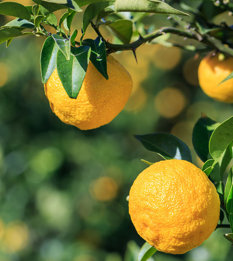 Yuzu Tree | Macrophylla | The Wasabi Company