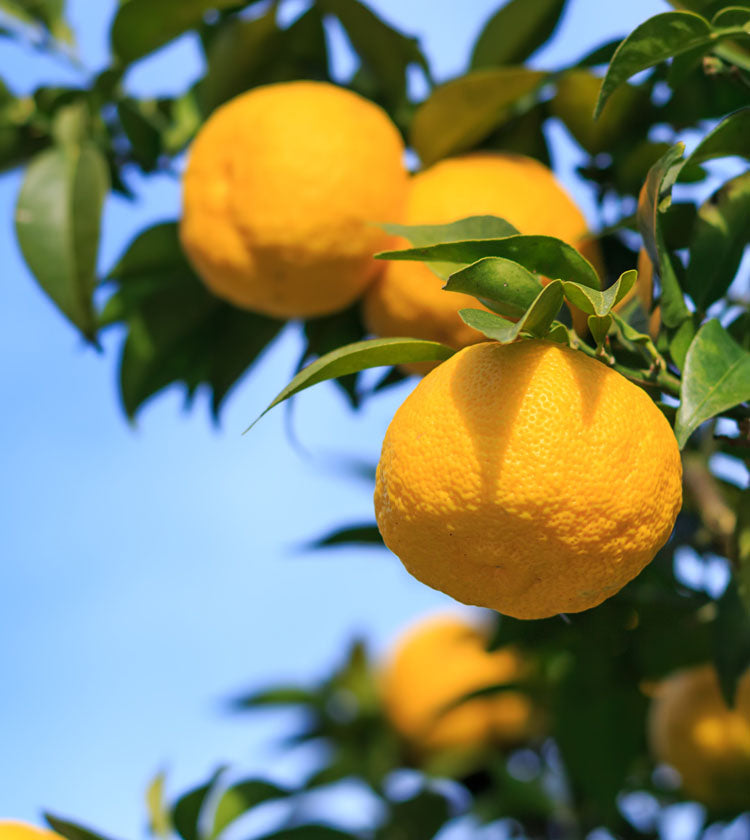 Yuzu Tree | Macrophylla | The Wasabi Company