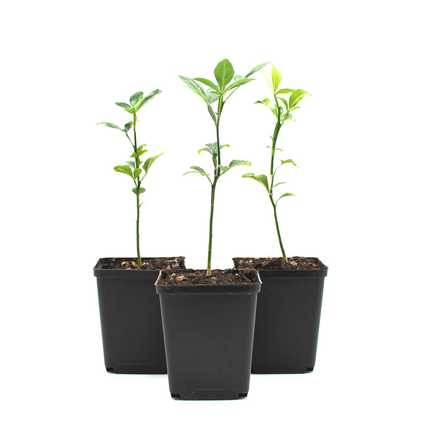 All Japanese Plants | The Wasabi Company