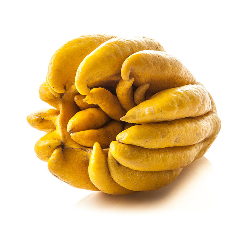 Buddha's Hand Tree (Citrus medica) | Plants | The Wasabi Co – The ...