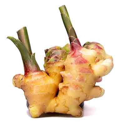 Fresh Ginger | Myoga Ginger | The Wasabi Company