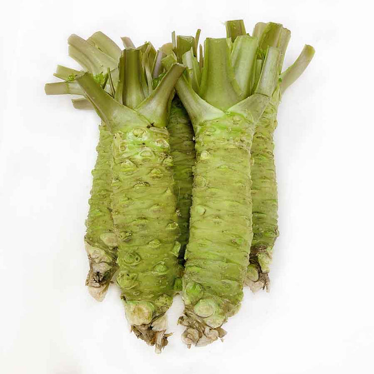Fresh Wasabi | Rhizomes & Plants | The Wasabi Company
